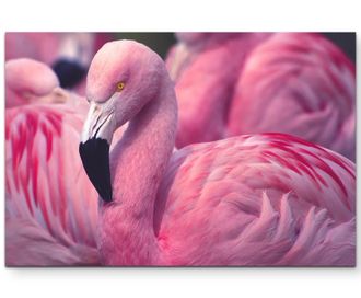 Paul Sinus Art Leinwandbilder | Bilder Leinwand 120x80cm pinker Flamingo