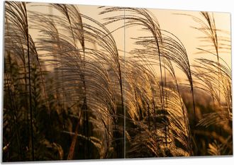 Wallario Herdabdeckplatte/Spritzschutz aus Glas, 2-teilig, 80x52cm, f&uuml;r Ceran- und Induktionsherde, Schilf im Wind