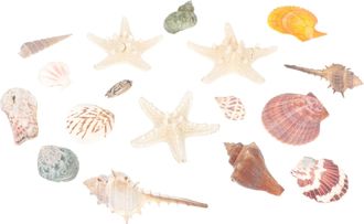 Amosfun Natürliche Meeresschnecken und Seesterne Aquarium Dekoration mit Großen Weißen Muscheln und Krabbenschalen für Fischbecken und Miniatur