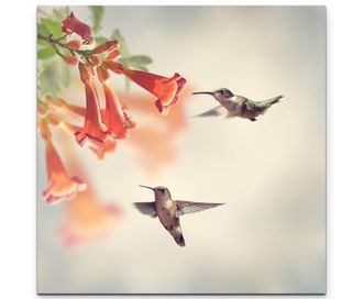 Paul Sinus Art Leinwandbilder | Bilder Leinwand 60x60cm Kolibris an einer Blume