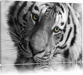 Pixxprint bildsch&ouml;ner Tiger B&W, Gr&ouml;&szlig;e: 60x40cm, Leinwandbild, fertig gespannt, Wandbild, Dekoration, Kunstdruck, kein Poster