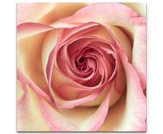 Paul Sinus Art Leinwandbilder | Bilder Leinwand 60x60cm pinke Rose - Nahaufnahme