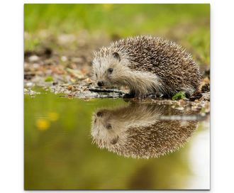 Paul Sinus Art Leinwandbilder | Bilder Leinwand 60x60cm Igel in einer Pfütze