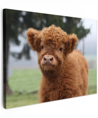 MuchoWow Leinwand Bilder, Einzigartige Wanddeko mit Rahmen, Scottish Highlander - Kalb - Gras, Wandbilder Wohnzimmer, Deko Schlafzimmer 70x50 cm