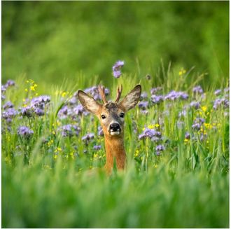 Wallario Sticker/Aufkleber f&uuml;r K&uuml;hlschrank/Geschirrsp&uuml;ler/K&uuml;chenschr&auml;nke, Selbstklebende Folie - 60 x 60 cm, Motiv: Rehbock auf Wiese