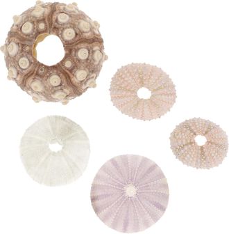 Valiclud 5 St&uuml;ck Teiliges Nat&uuml;rlicher Seeigel Schalen Pflanzgef&auml;&szlig; Air Plant Holder Lebensechte Meeresdekoration f&uuml;r Aquarium Luftreine Luftpflanzenhalter Umwel