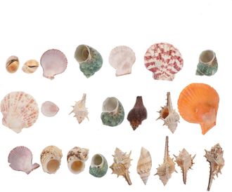 Cabilock Aquarium Simulation Conch Shells Dekoration Realistische Landschaftsdeko für Fischbecken Versteckplatz für Fische Vielseitig für Aquarium und Schreibt