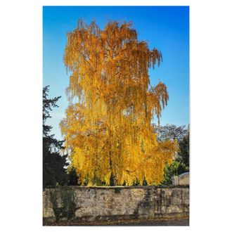 artboxONE Poster 30x20 cm Natur Birke im Herbst hochwertiger Design Kunstdruck - Bild Herbst bunt Herbst