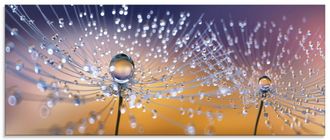 Artland ARTland Wanddeko Glasbilder Wandbild Glas Bild einteilig 125x50 cm Querformat Blumen Pusteblume Wassertropfen Natur Modern Orange U1TA