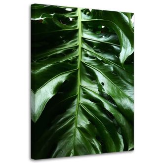 Feeby Bilder - Foto Geschenk - Monstera Bl&auml;tter Exotisch Gr&uuml;n - 60x90 cm 1tlg - Leinwandbilder Wohnzimmer - Wandbild &uuml;ber dem Bett - Bild Schlafzimmer - Aes