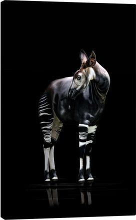 Posterlounge Okapi Leinwandbild von Werner Dreblow 20 x 30 cm Schwarz Wandbilder Wanddeko
