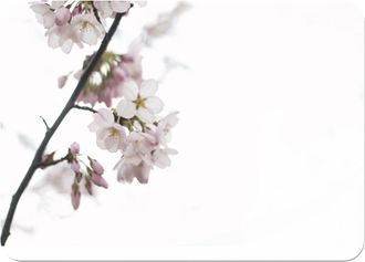 Fabulous Platzsets, weiche Unterseite aus Kork, Tischsets, Kirschblüten, Frühling Gegentag 3, großes Format, 39,5 x 28,5 cm, 4 Stück