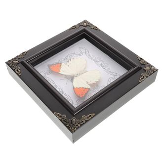 DOITOOL Echter Schmetterling im Bilderrahmen Gerahmtes Schmetterlingspräparat mit Holzrahmen Vintage Wanddeko für Wohnraum und Kinderzimmer