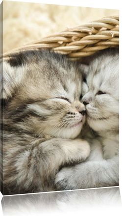 Pixxprint Baby Katze, Größe: 80x60cm, Leinwandbild, fertig gespannt, Wandbild, Dekoration, Kunstdruck, kein Poster