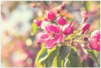 Wallario K&uuml;chenr&uuml;ckwand aus Glas 90 x 60 cm, Motiv: Fr&uuml;hlingszauber | Spritzschutz abwischbar & pflegeleicht