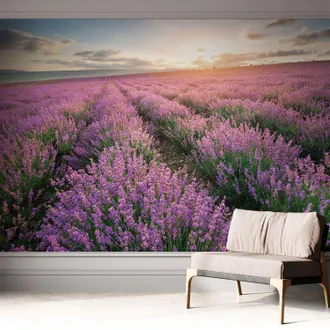 Tulup Carta Da Parati Autoadesiva - Fotomurale Adesivo - Soggiorno Moderno - Resistente - Campi Di Lavanda 312x219 Cm