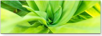 Paul Sinus Art Leinwandbilder | Bilder Leinwand 120x40cm grüne Pflanze - Nahaufnahme