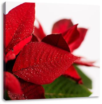 Pixxprint Blüte Weihnachtsstern, Größe: 40x40, Leinwandbild Quadratisch, Wandbild, Kunstdruck, fertig bespannt