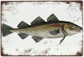 Generic Blechschild, Motiv: Dorschfisch, Antik-Lithographie, Vintage-Stil, Wanddekoration, Geschenk für Mutter, Vater, Freunde, Blechschild, 30 x 40 cm