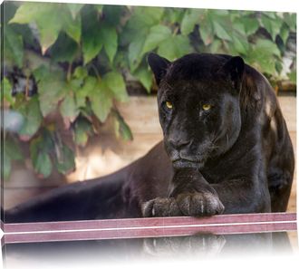 Pixxprint sch&ouml;ner schwarzer Panther, Gr&ouml;&szlig;e: 60x40cm, Leinwandbild, fertig gespannt, Wandbild, Dekoration, Kunstdruck, kein Poster