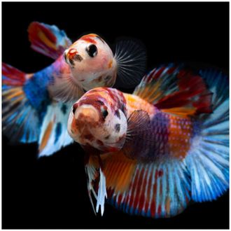 Wallario Sticker/Aufkleber f&uuml;r K&uuml;hlschrank/Geschirrsp&uuml;ler/K&uuml;chenschr&auml;nke, Selbstklebende Folie - 60 x 60 cm, Motiv: Tanz unter Wasser