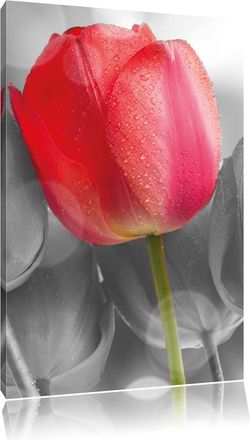 Pixxprint Wundersch&ouml;ne Tulpen B&W, Gr&ouml;&szlig;e: 60x40cm, Leinwandbild, fertig gespannt, Wandbild, Dekoration, Kunstdruck, kein Poster