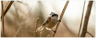 Wallario Glasbild Vogel im Schilf - 50 x 125 cm Wandbilder Glas in Premium-Qualit&auml;t: Brillante Farben, freischwebende Optik