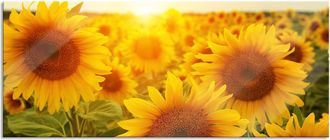 Pixxprint Glasbild Panorama, Wandbild aus Echtglas, Sonnenblumen auf dem Feld, 100x40 cm, inkl. Aufh&auml;ngung und Abstandshalter