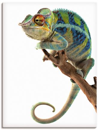 Artland Wanddeko Leinwand Bilder Wandbild 45x60 cm Tiere Reptilien Cham&auml;leon Madagaskar Zootiere Afrika T5RW