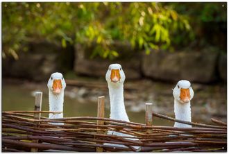Wallario Outdoor-Poster f&uuml;r Garten oder Balkon Neugierige G&auml;nse am Zaun, Motivbanner Gr&ouml;&szlig;e: ca. 60 x 90 cm, Outdoor-Bild