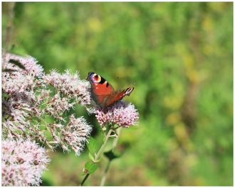 Wallario Poster - Schmetterling auf Bl&uuml;te in Premiumqualit&auml;t, Gr&ouml;&szlig;e: 40 x 50 cm
