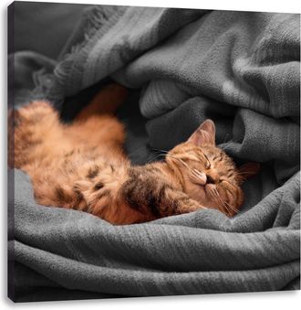 Pixxprint Bezaubernde schlafende Katze, Größe: 60x60 cm, Leinwandbild Quadratisch, Wandbild, Kunstdruck, fertig bespannt
