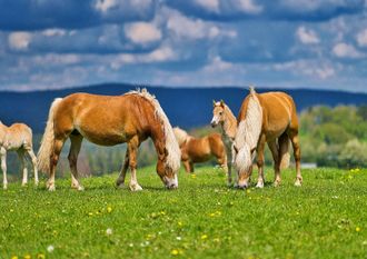 Calvendo Poster 84,1 x 59,4 cm Querformat Haflinger Gruppe beim genie&szlig;en der frischen Luft| Bilder, Kunstdruck, Wandbild, Wanddeko, Prints ohne Rahmen