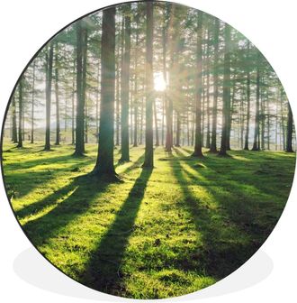 MuchoWow Wandbild Rund Wanddeko Deko Wohnzimmer Bilder 60x60 cm Bäume - Natur - Wald