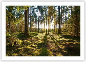 Arttor Wandposter Art Prints 70x50cm Poster ohne Rahmen Wald Baum Natur Küche Wanddeko Bild Wand Kunstdruck Deko Wandbilder Dekoration Wohnzimmer Schlafzimme