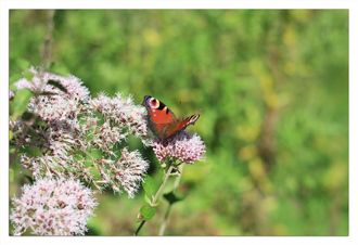 Wallario selbstklebendes Poster - Schmetterling auf Bl&uuml;te, Aufkleber in Premiumqualit&auml;t, Klebefolie Gr&ouml;&szlig;e: 61 x 91,5 cm (Maxiposter)