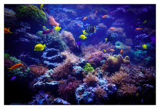 Wallario selbstklebendes Poster - Farbenwelt unter Wasser, Aufkleber in Premiumqualit&auml;t, Klebefolie Gr&ouml;&szlig;e: 61 x 91,5 cm (Maxiposter)