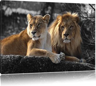 Pixxprint interessiertes Löwenpaar, Größe: 120x80cm, Leinwandbild, fertig gespannt, Wandbild, Dekoration, Kunstdruck, kein Poster