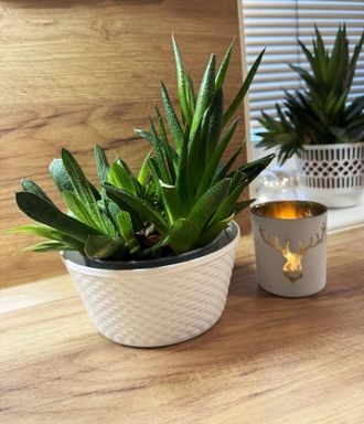 Kimmel 3 Stück Pflanzschalen Gesteckschalen 12 cm weiß im Set, in Rattan-Optik Blumengesteckschale Tischdeko