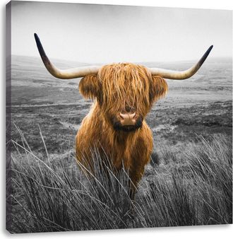 Pixxprint Highland Rind mit großen Hörnern Steppe B&W Detail, Größe: 40x40 cm, Leinwandbild Quadratisch, Wandbild, Kunstdruck, fertig bespannt