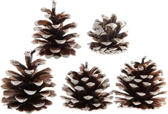 Kaemingk Tannenzapfen Naturzapfen 5er Set Deko Pinienzapfen Kiefernzapfen im Beutel ca. 12x15cm beschneit