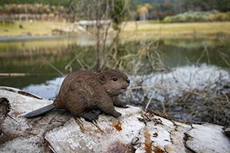 Hi-Line Gift Ltd. American Beaver Cub Statue