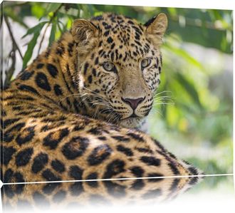 Pixxprint aufmerksamer Leopard im Schatten, Größe: 100x70cm, Leinwandbild, fertig gespannt, Wandbild, Dekoration, Kunstdruck, kein Poster