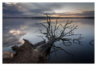 Wallario selbstklebendes Poster - Baum im Abendlicht, Aufkleber in Premiumqualit&auml;t, Klebefolie Gr&ouml;&szlig;e: 61 x 91,5 cm (Maxiposter)