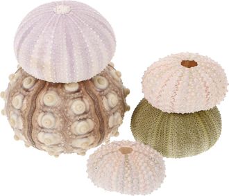 BESPORTBLE TOYANDONA Seeigelschalen Pflanzenhalter 5 St&uuml;ck Nat&uuml;rliche Blument&ouml;pfe aus Muschelmaterial Wasserfreundlich f&uuml;r Kleine Aquarien und Esstisch Dekoratio