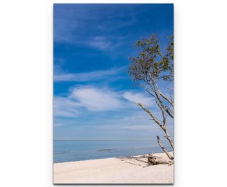 Paul Sinus Art Leinwandbilder | Bilder Leinwand 90x60cm Baum am Strand - Ostsee