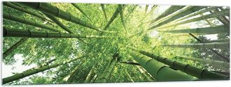 Arttor Panorama Bilder auf Glas 160x50cm Glasbild Bambus Dschungel Grün Groß XXL Wanddeko Bild im Glas Schlafzimmer Küche Wandbilder Dekoration Wohnzimmer Mo