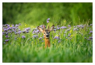 Wallario selbstklebendes Poster - Rehbock auf Wiese, Aufkleber in Premiumqualit&auml;t, Klebefolie Gr&ouml;&szlig;e: 61 x 91,5 cm (Maxiposter)