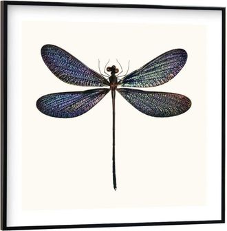 artboxONE Poster mit schwarzem Rahmen 30x30 cm Natur Vestalis luctuosa - Bild Libelle entomologie Garten