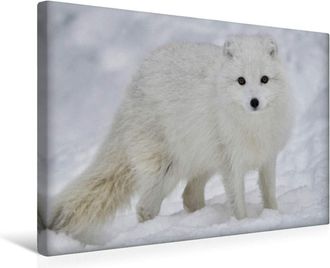 Calvendo Premium Textil-Leinwand 45 cm x 30 cm quer Ein traumhaftes Foto eines Polarfuchs wildlife im Winter auf Island
